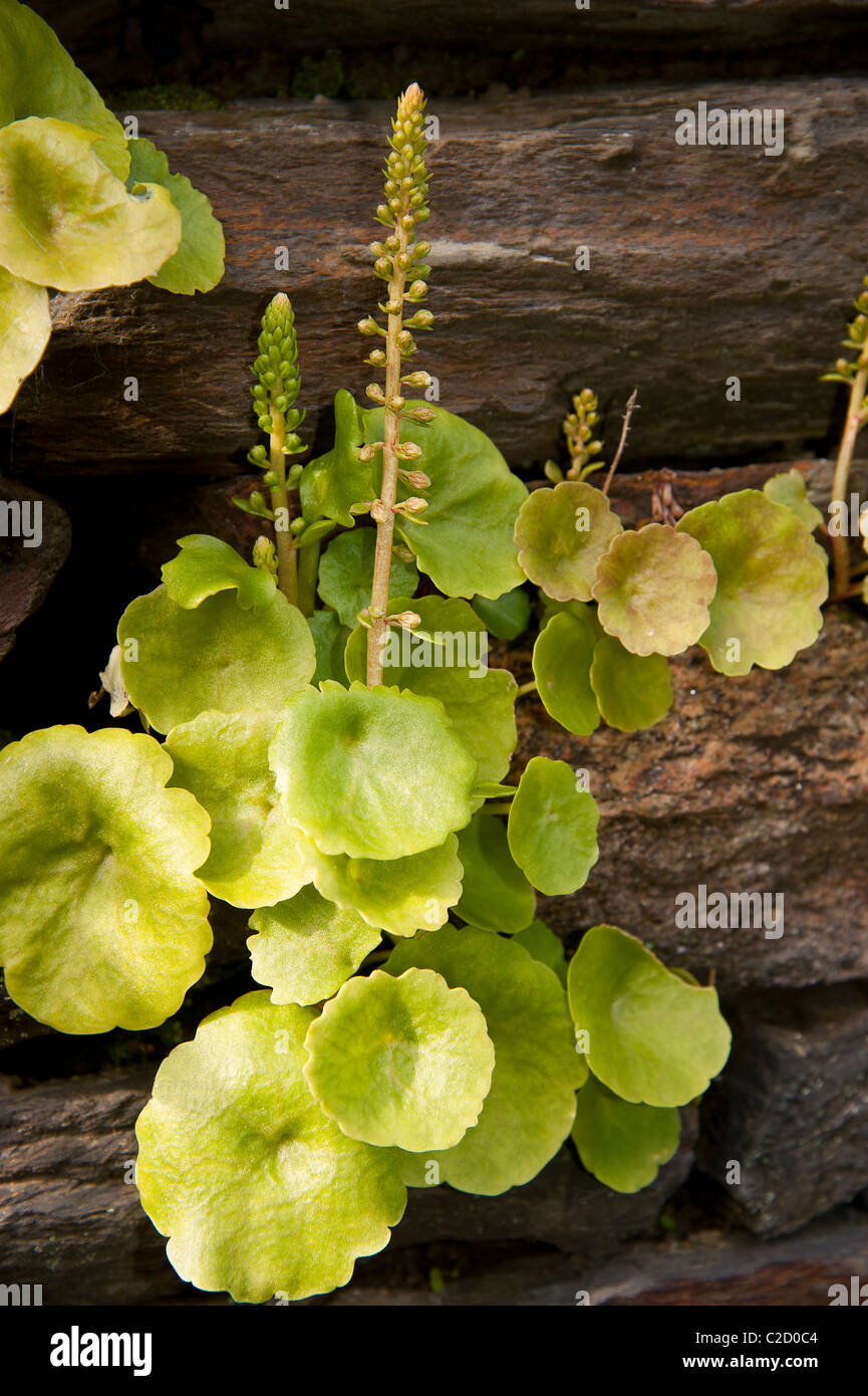 Umbilicus rupestris hi-res stock photography and images - Alamy