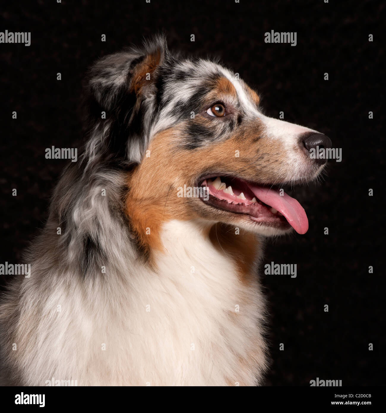Australian shepherd profile tongue hi-res stock photography and images ...