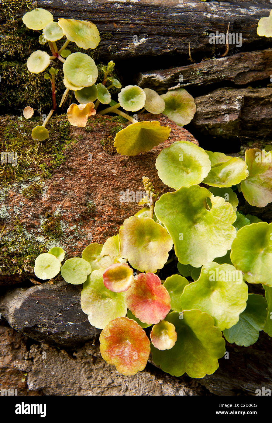 Umbilicus rupestris hi-res stock photography and images - Alamy