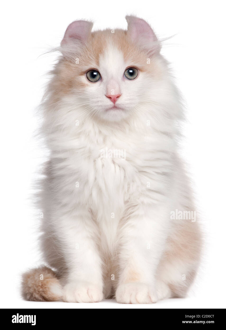 White American Curl Cat