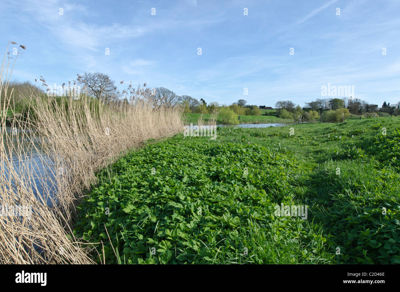 Banks of River Arun near Greatham Bridge Coldwaltham West Sussex ...