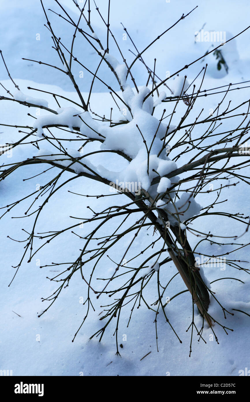 weather, severe winter, bush in the snow, snowy branches, close-up, D ...