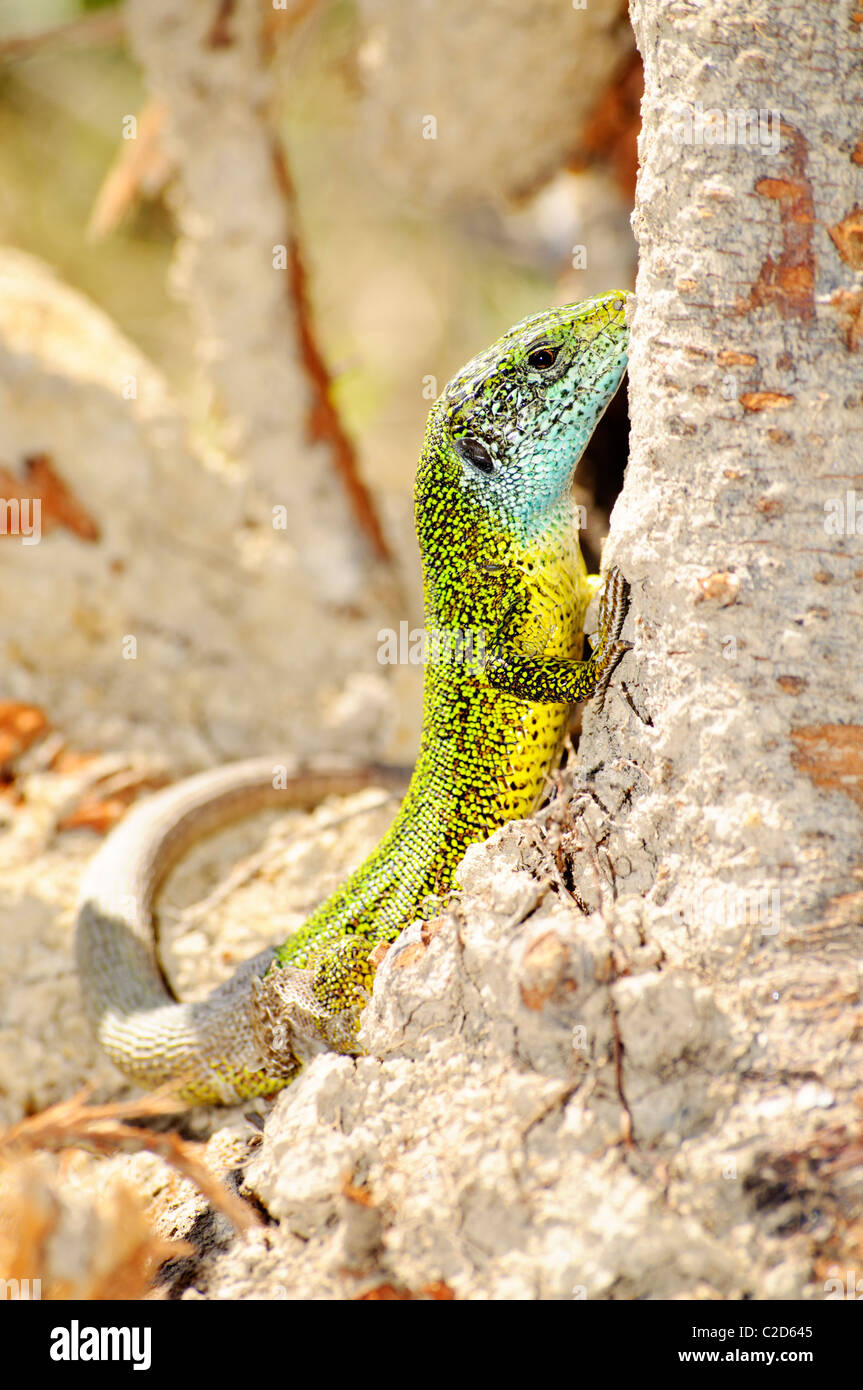 Lizard changing skin hi-res stock photography and images - Alamy