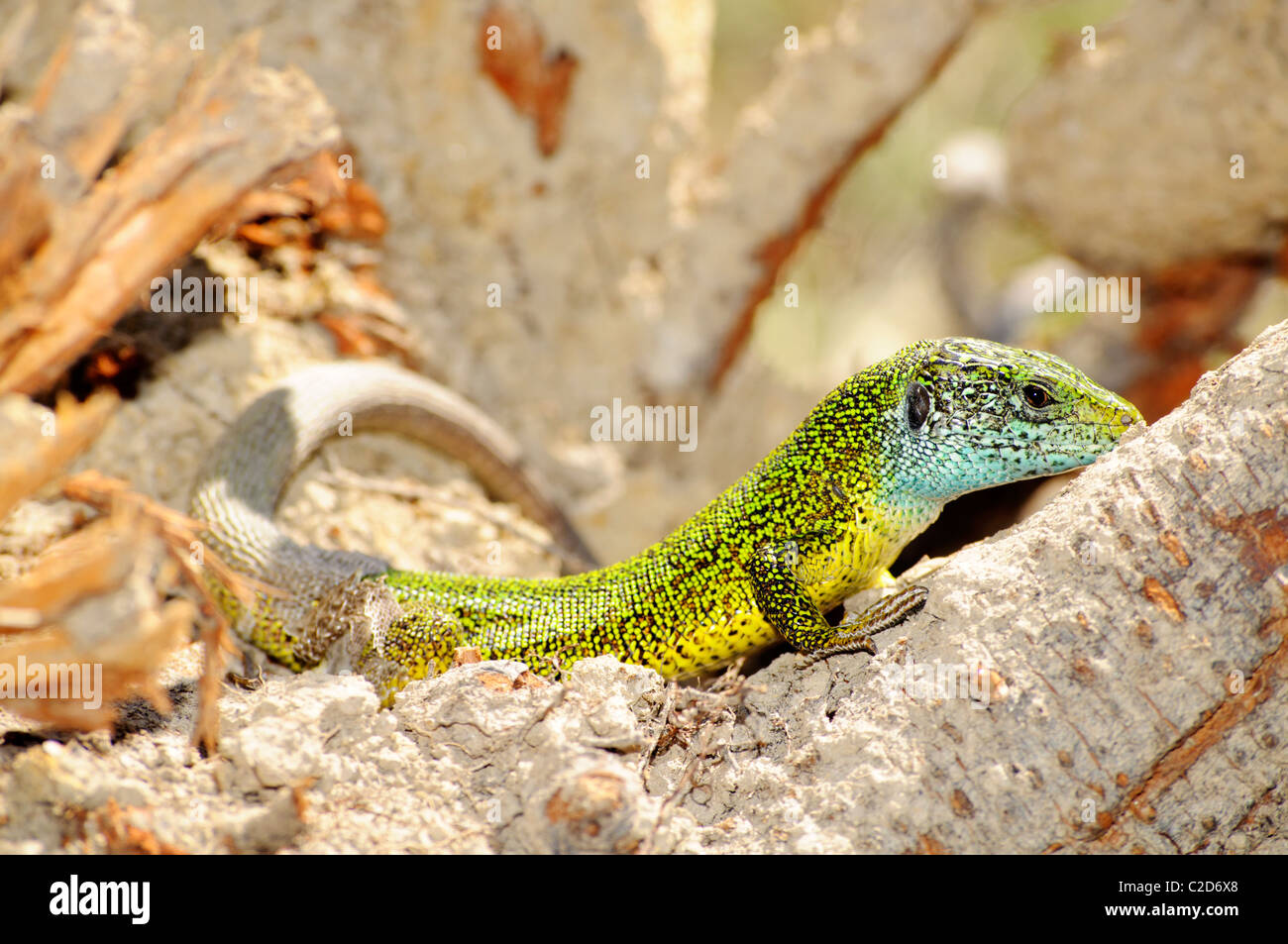 Lizard changing skin hi-res stock photography and images - Alamy