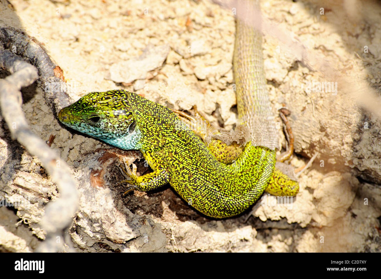 Closeup of a lizard Stock Photo - Alamy