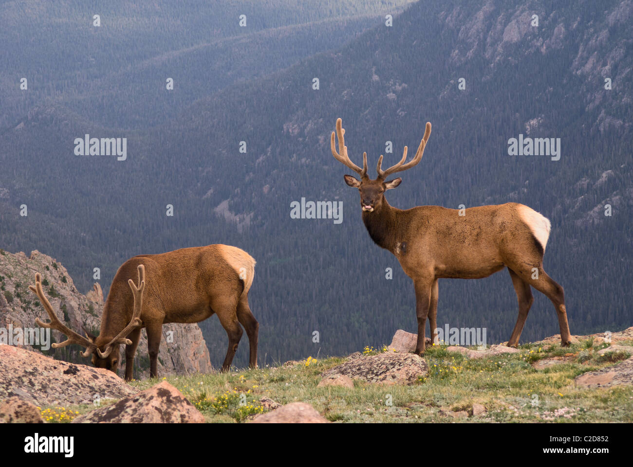 Elk grazing on a high mountain meadow in Rocky Mountain National Park ...