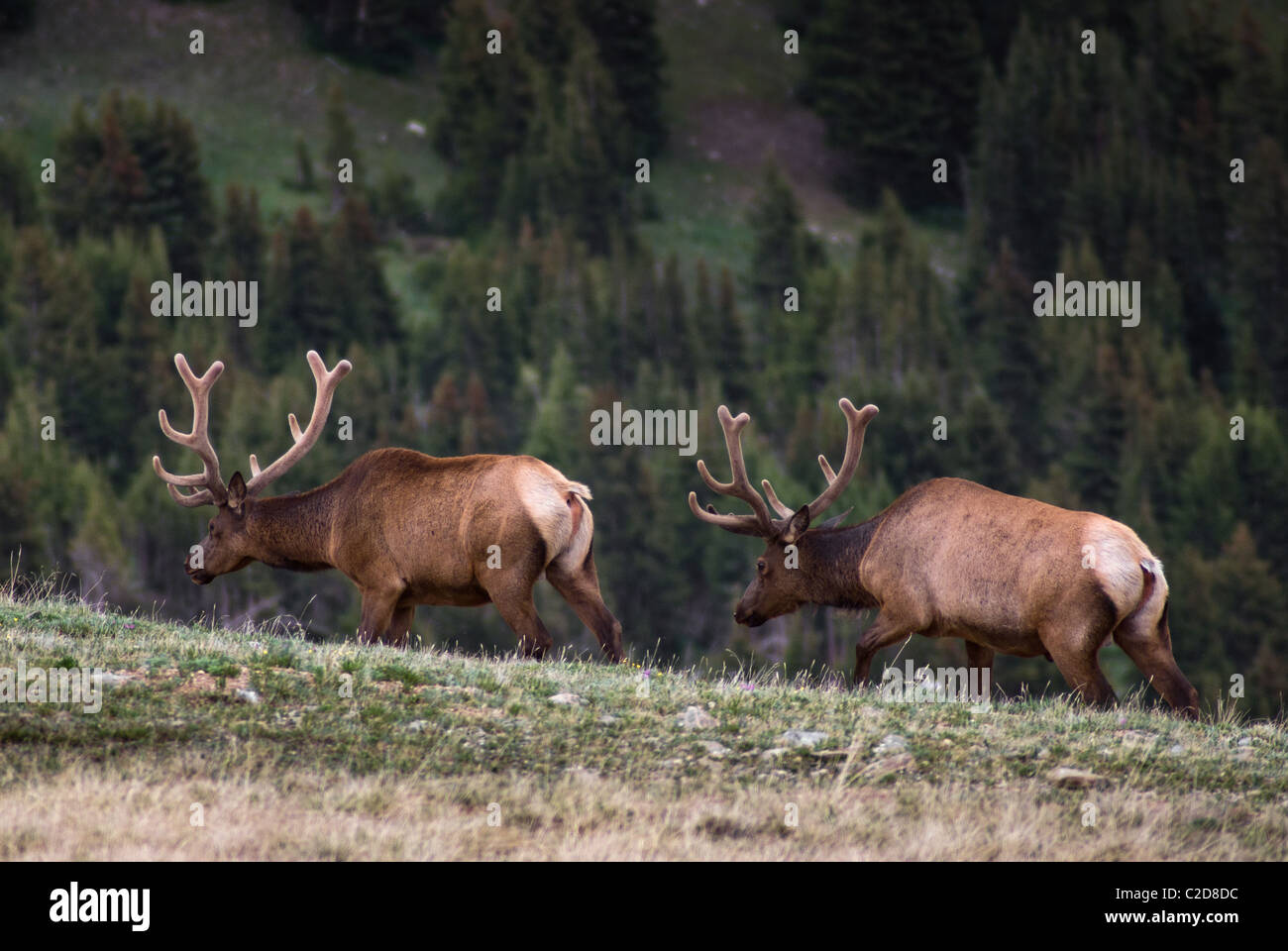 Elk climbing up in Rocky Mountain National Park Stock Photo - Alamy