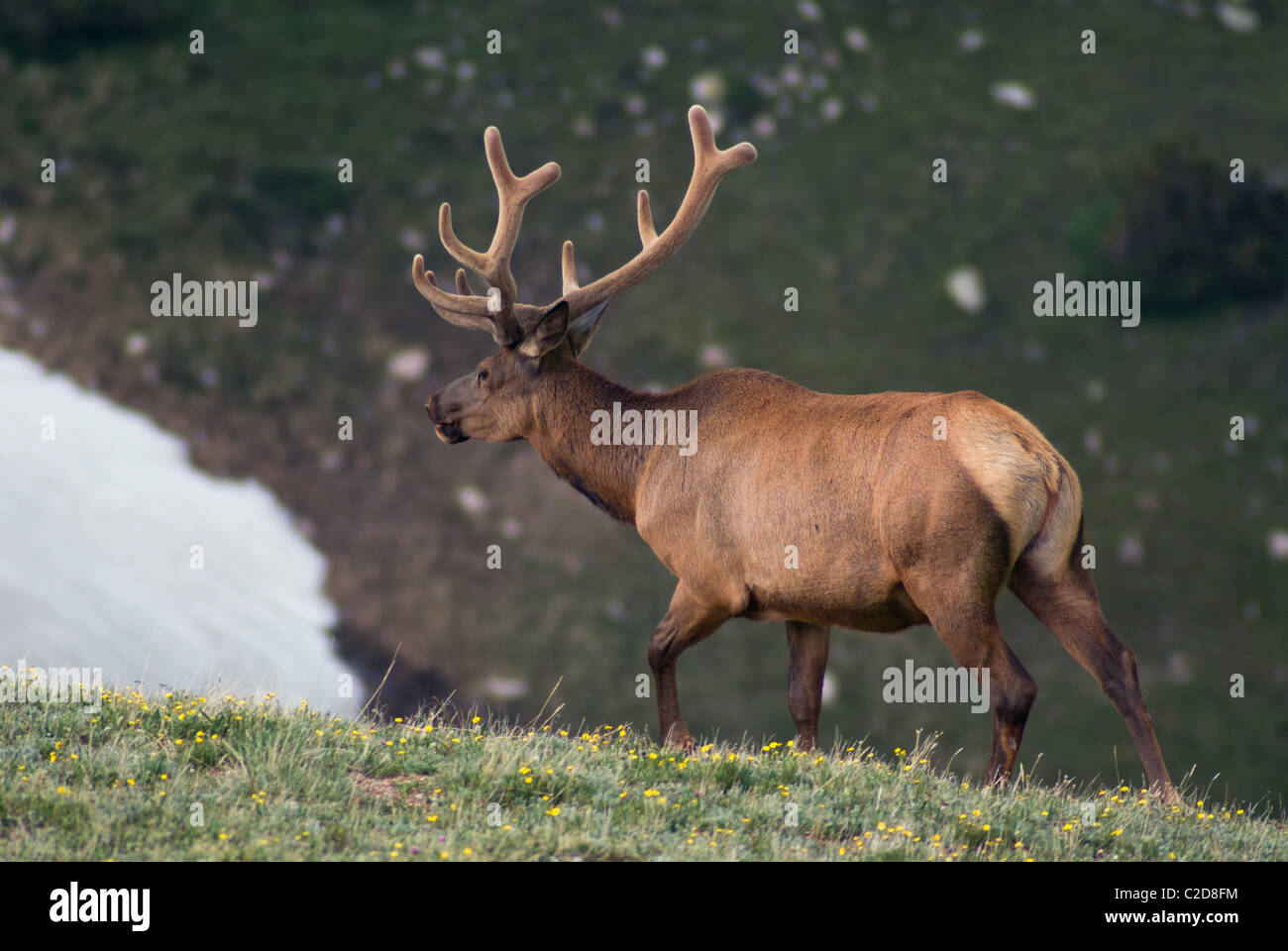 A bull elk in Rocky Mountain National Park Stock Photo - Alamy