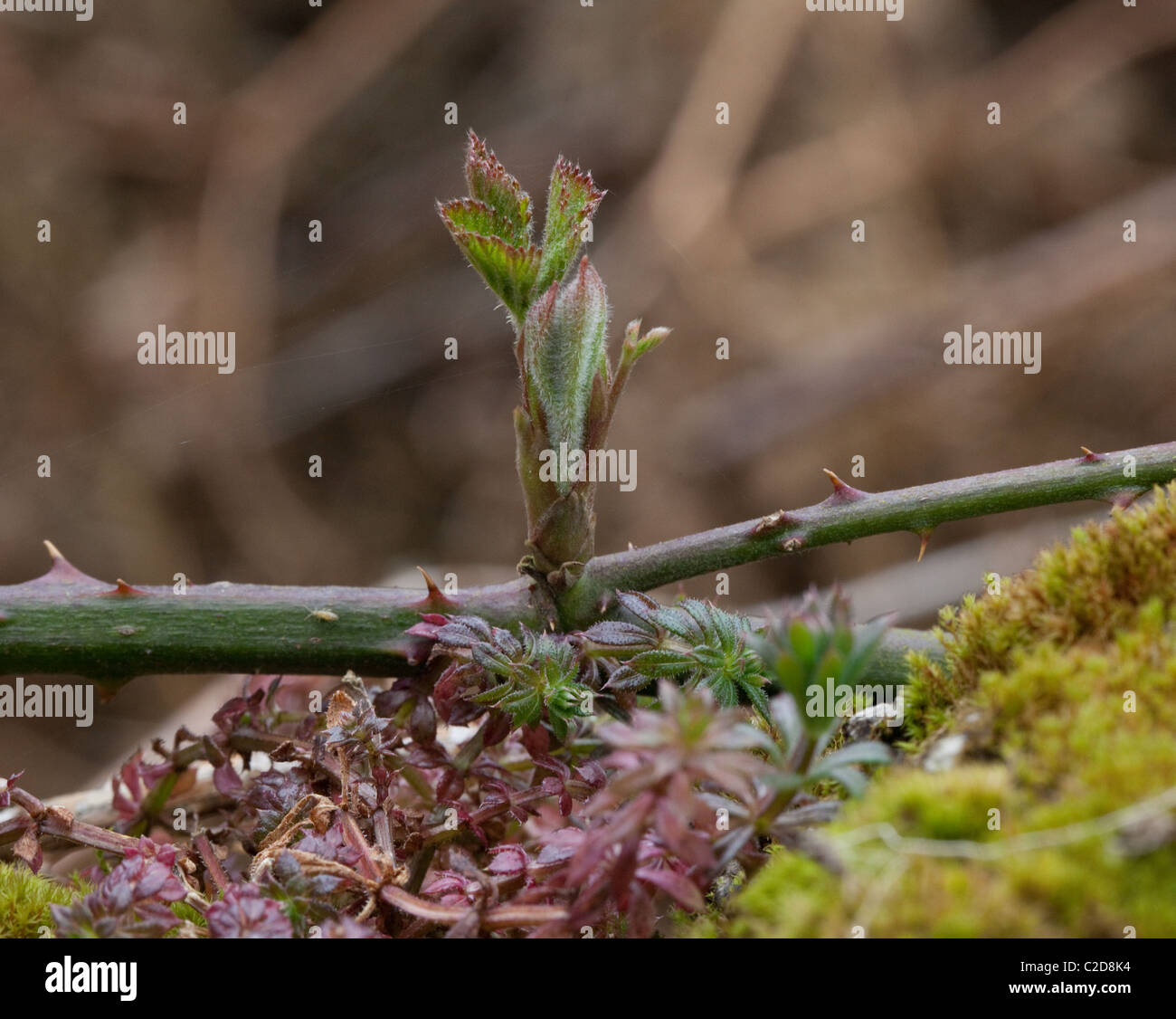 A fresh bramble shoot Stock Photo - Alamy