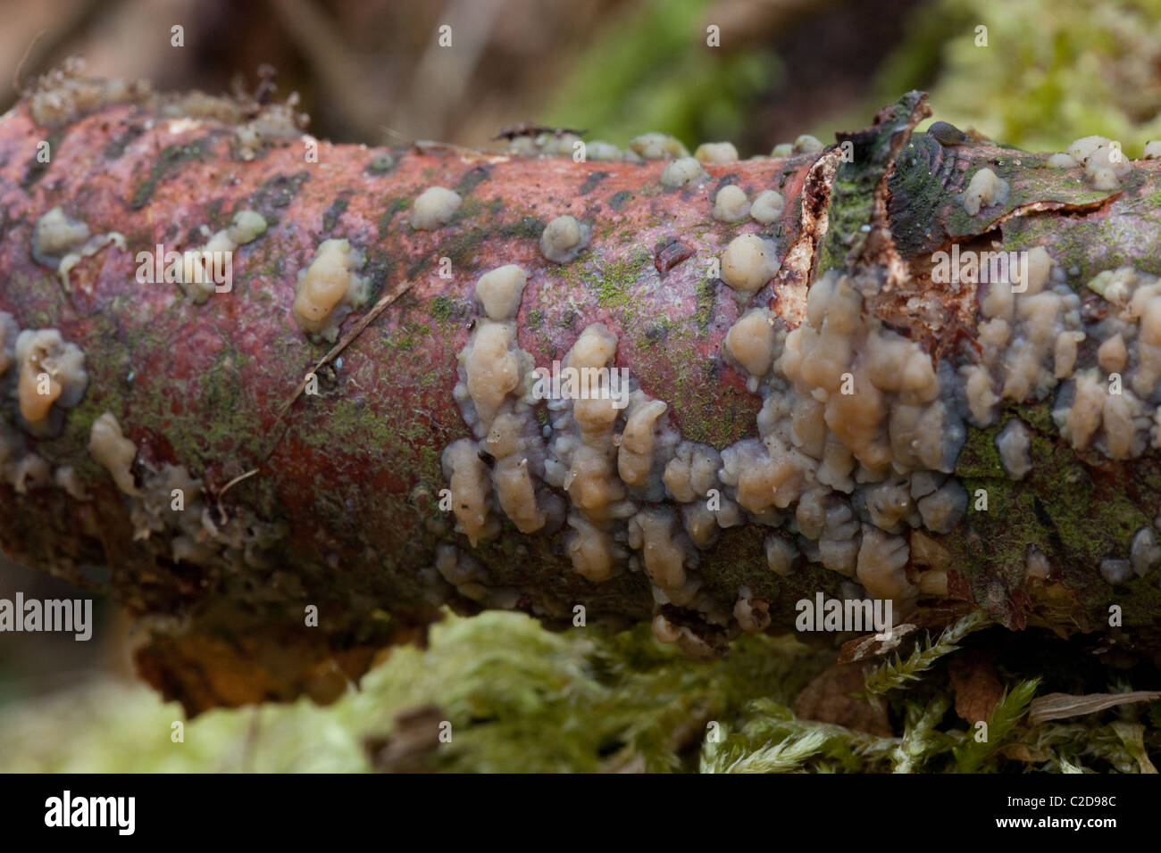 Slime mold on log hi-res stock photography and images - Alamy