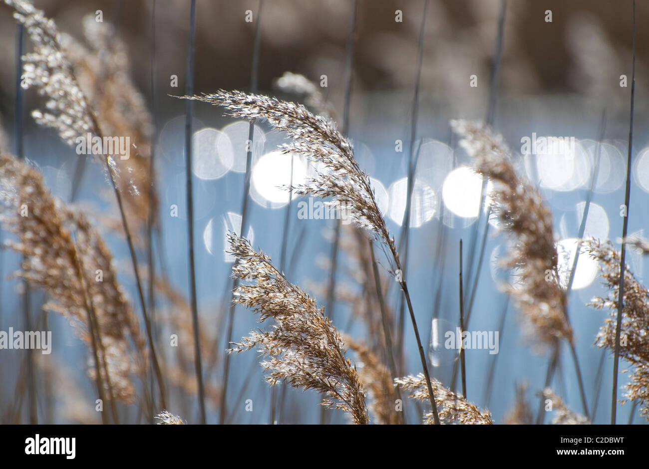 reeds flowing in the wind Stock Photo - Alamy