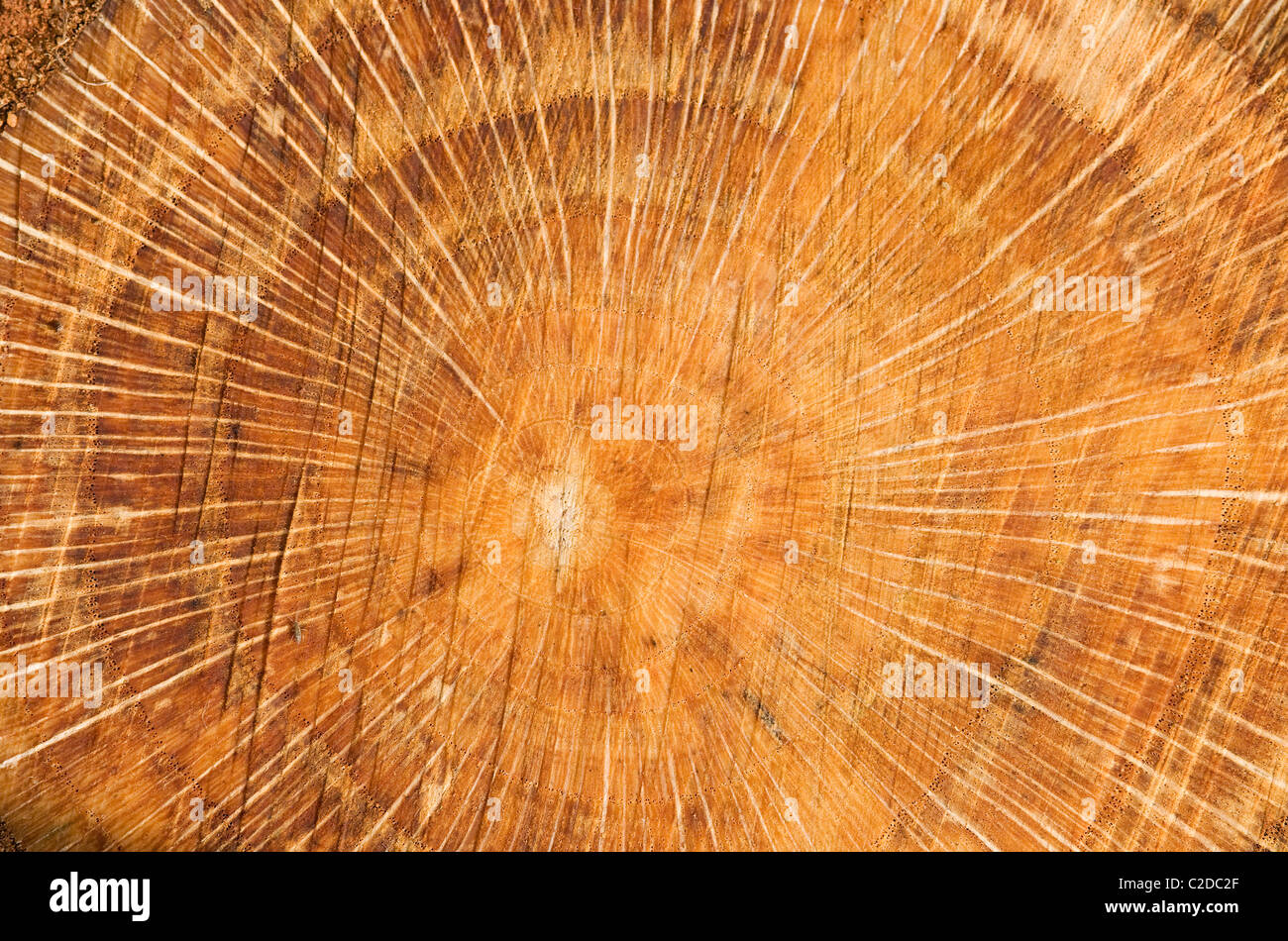 Tree trunk rings hi-res stock photography and images - Alamy