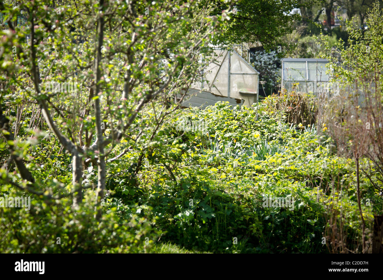 overgrown allotment plots Stock Photo - Alamy