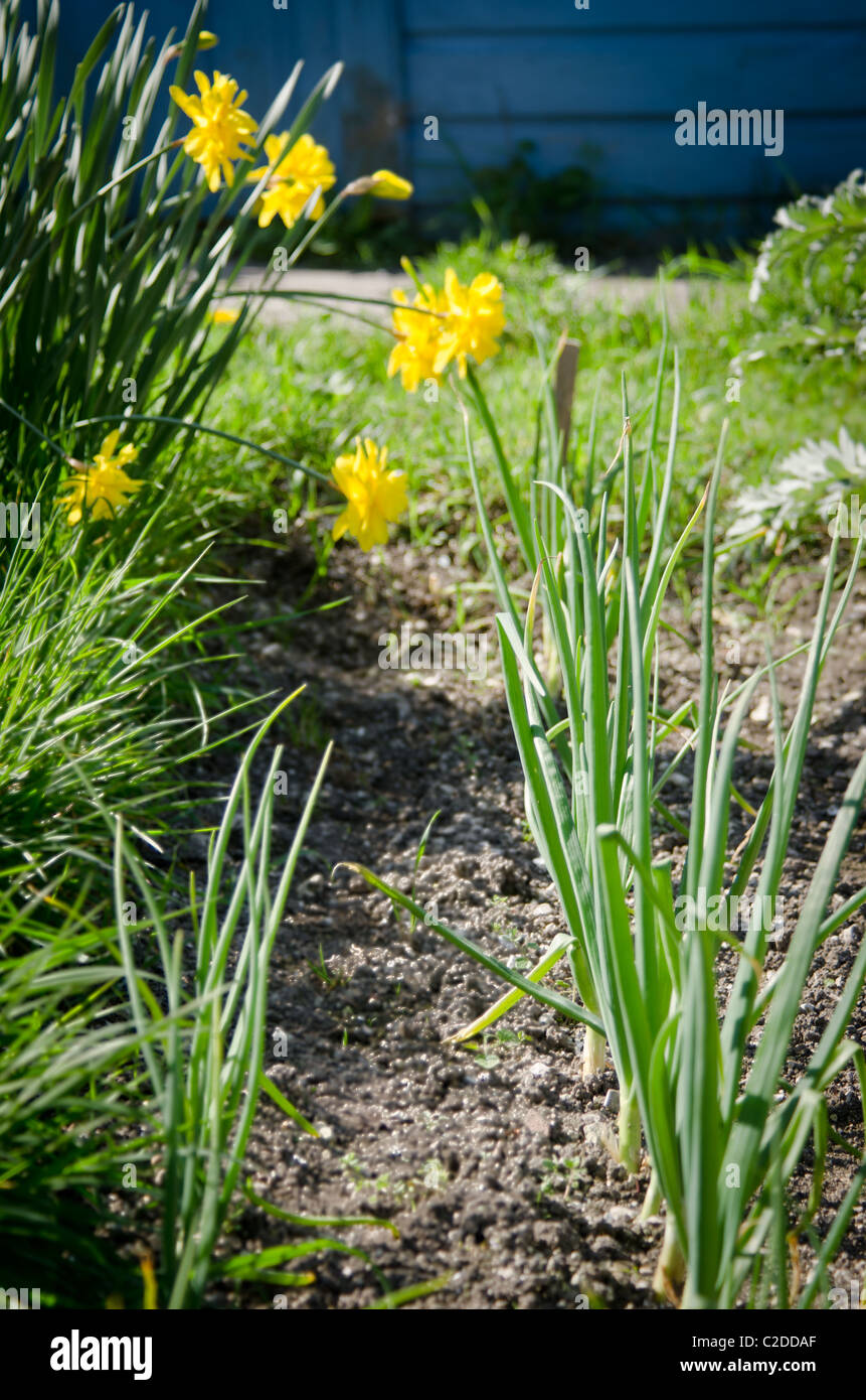 onions & daffodils on allotment Stock Photo - Alamy