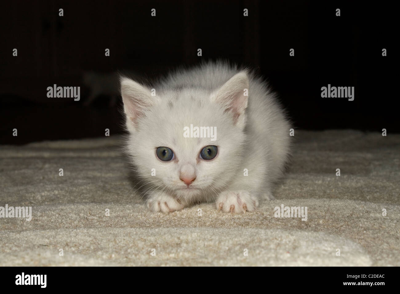 A white kitten in playfull mood gets ready to pounce Stock Photo - Alamy