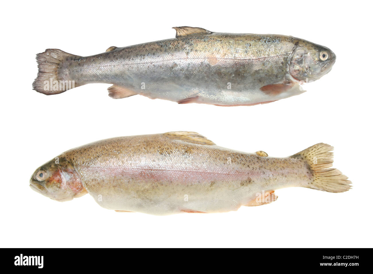 Two rainbow trout isolated on white Stock Photo - Alamy