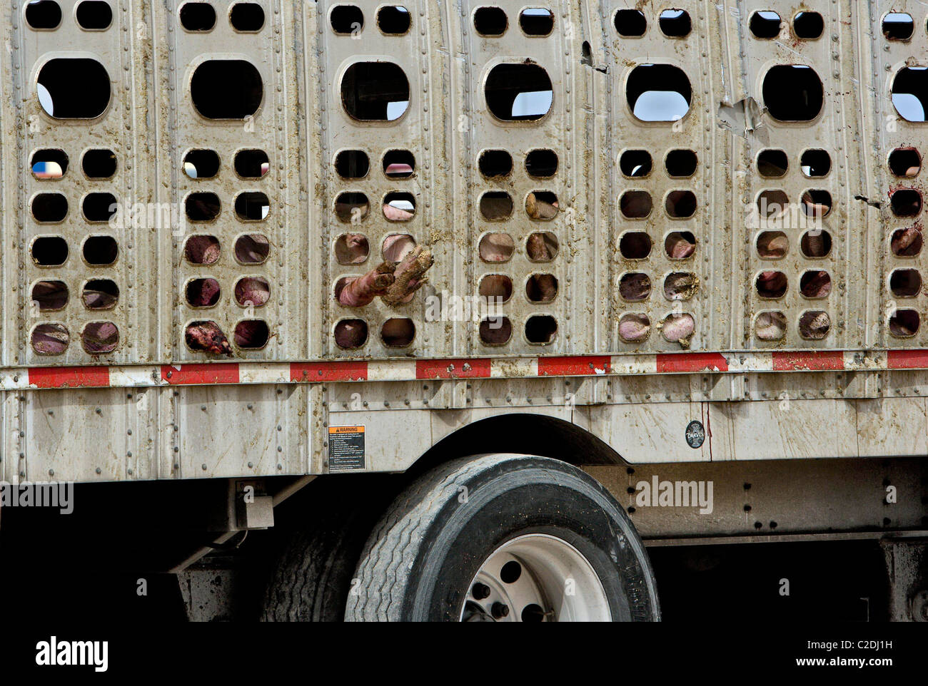 A semi-trailer truck full of pigs tipped over killing all but a few of ...