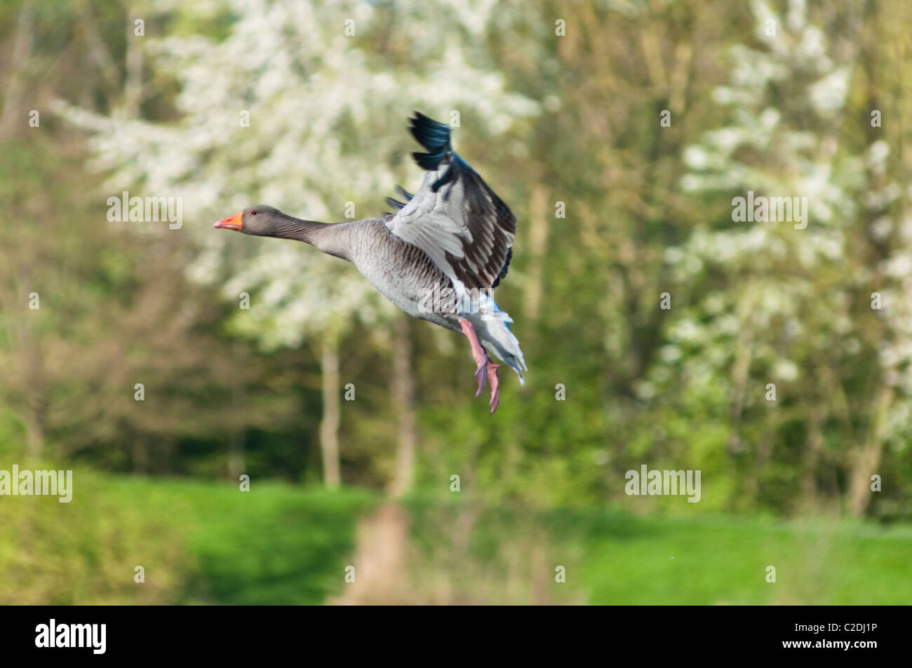 A Greylag goose in flight with the Spring tree blossoms as backdrop ...