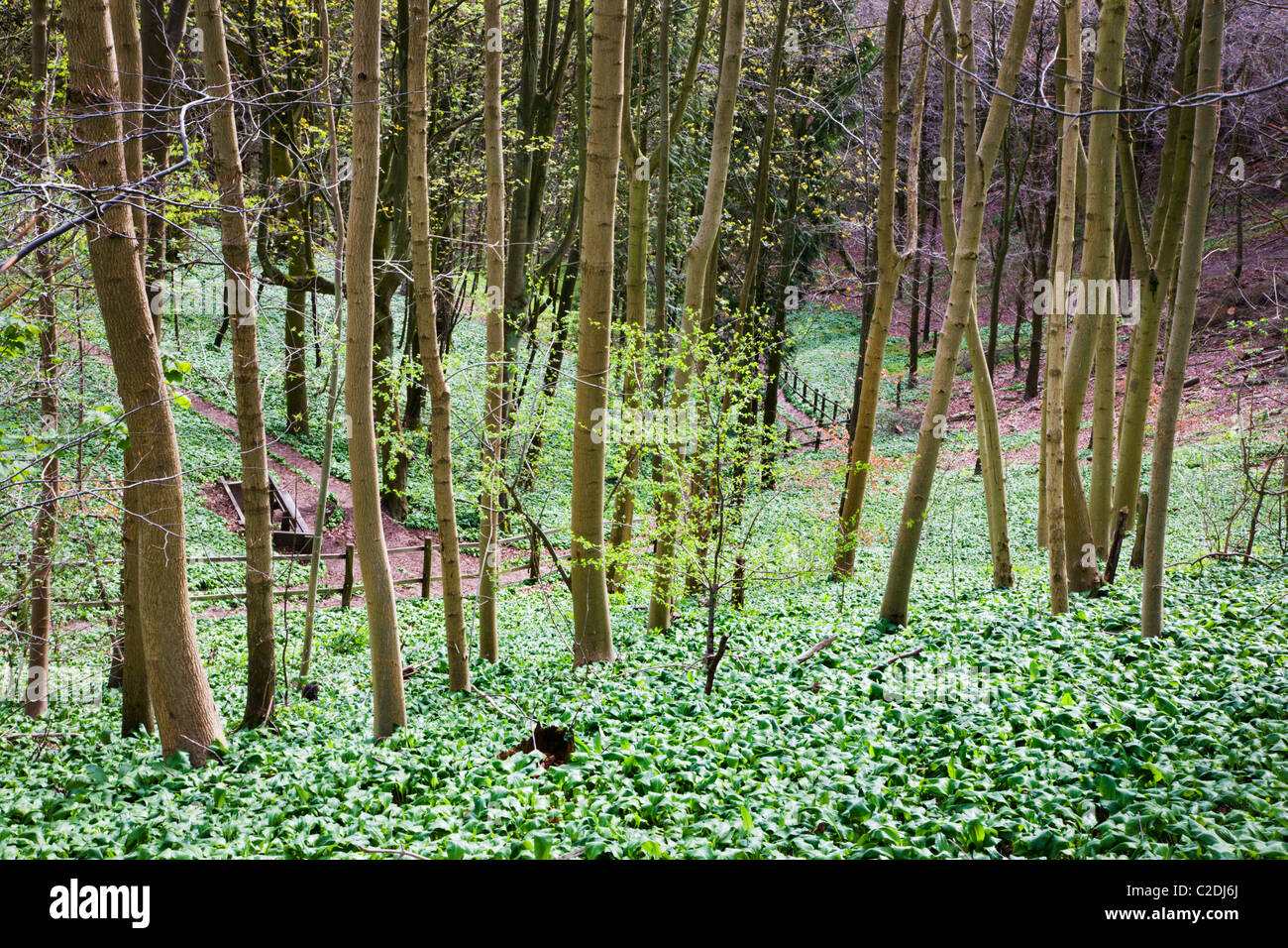 Millington Wood East Riding of Yorkshire England Stock Photo - Alamy
