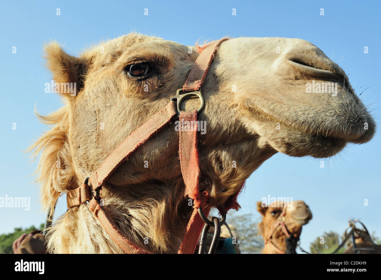 Moving Heat Head High Resolution Stock Photography and Images - Alamy