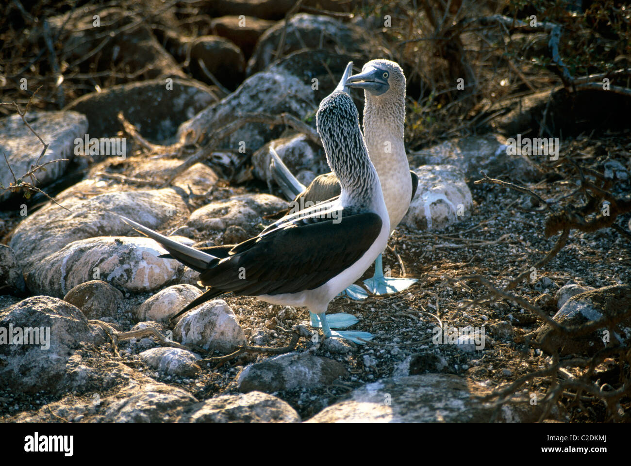 Insects of the galapagos islands hi-res stock photography and images ...