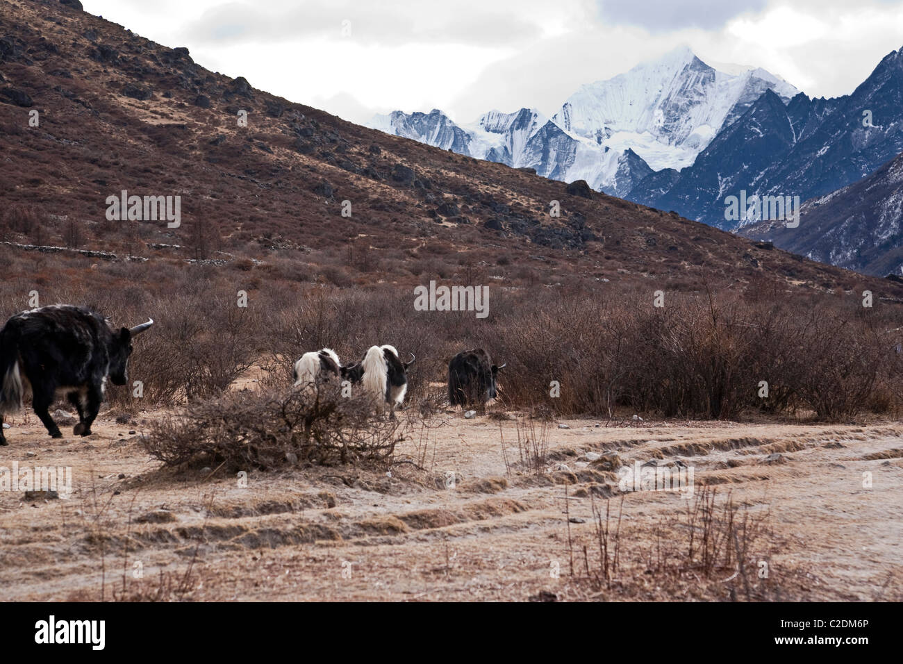 Landscape. Yak grazing on the Langtang trekking. Himalaya. Nepal Stock Photo - Alamy