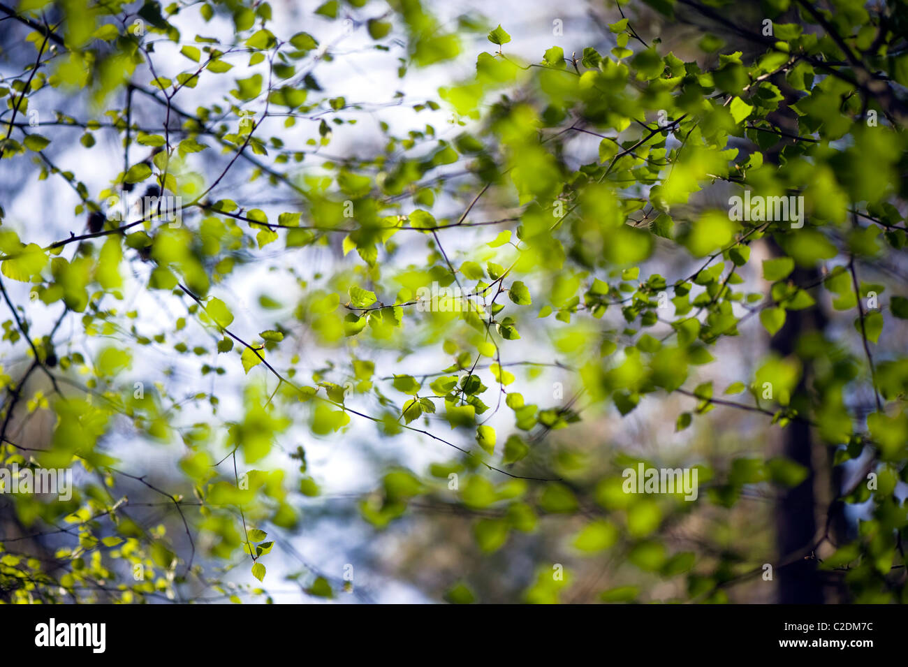 Fresh spring foliage of Fagus Sylvatica - Beech Tree Stock Photo - Alamy