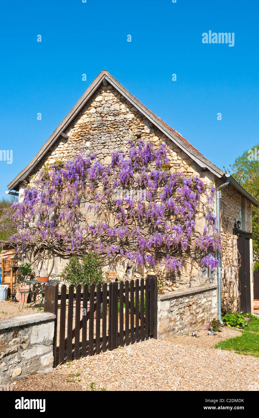 Laburnum purple hi-res stock photography and images - Alamy