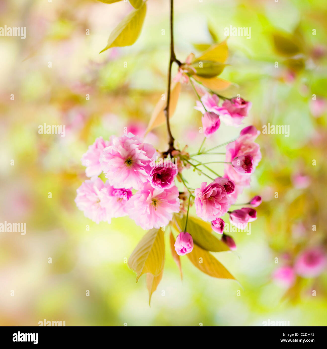 Cherry blossom flowers of Prunus Kanzan AGM Stock Photo - Alamy