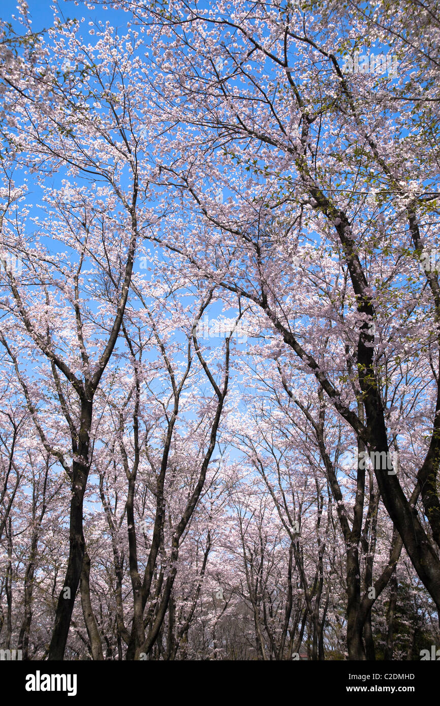 Cherry blossom in japan on spring Stock Photo - Alamy
