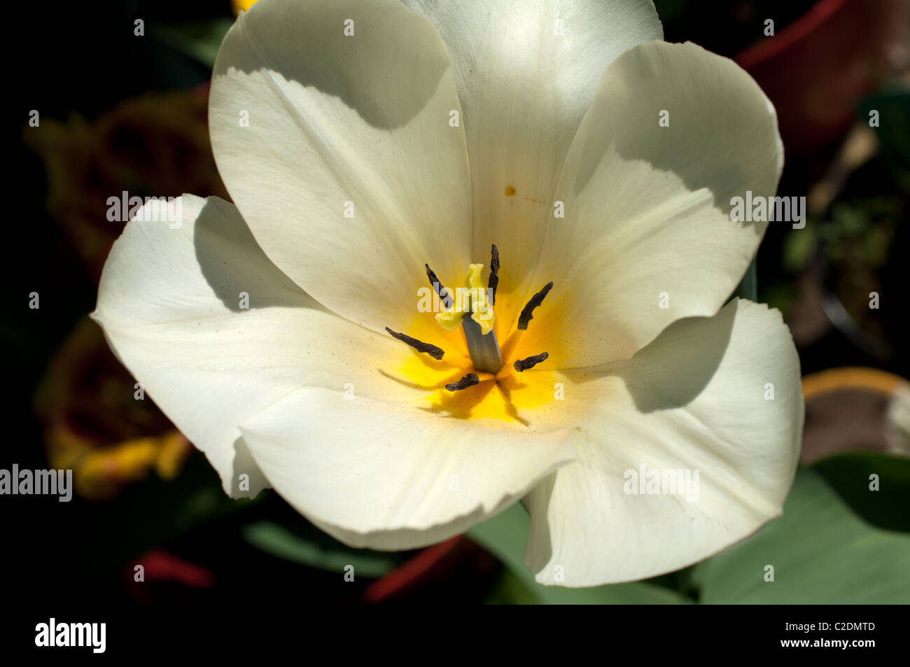 A white tulip flower fully open Stock Photo - Alamy