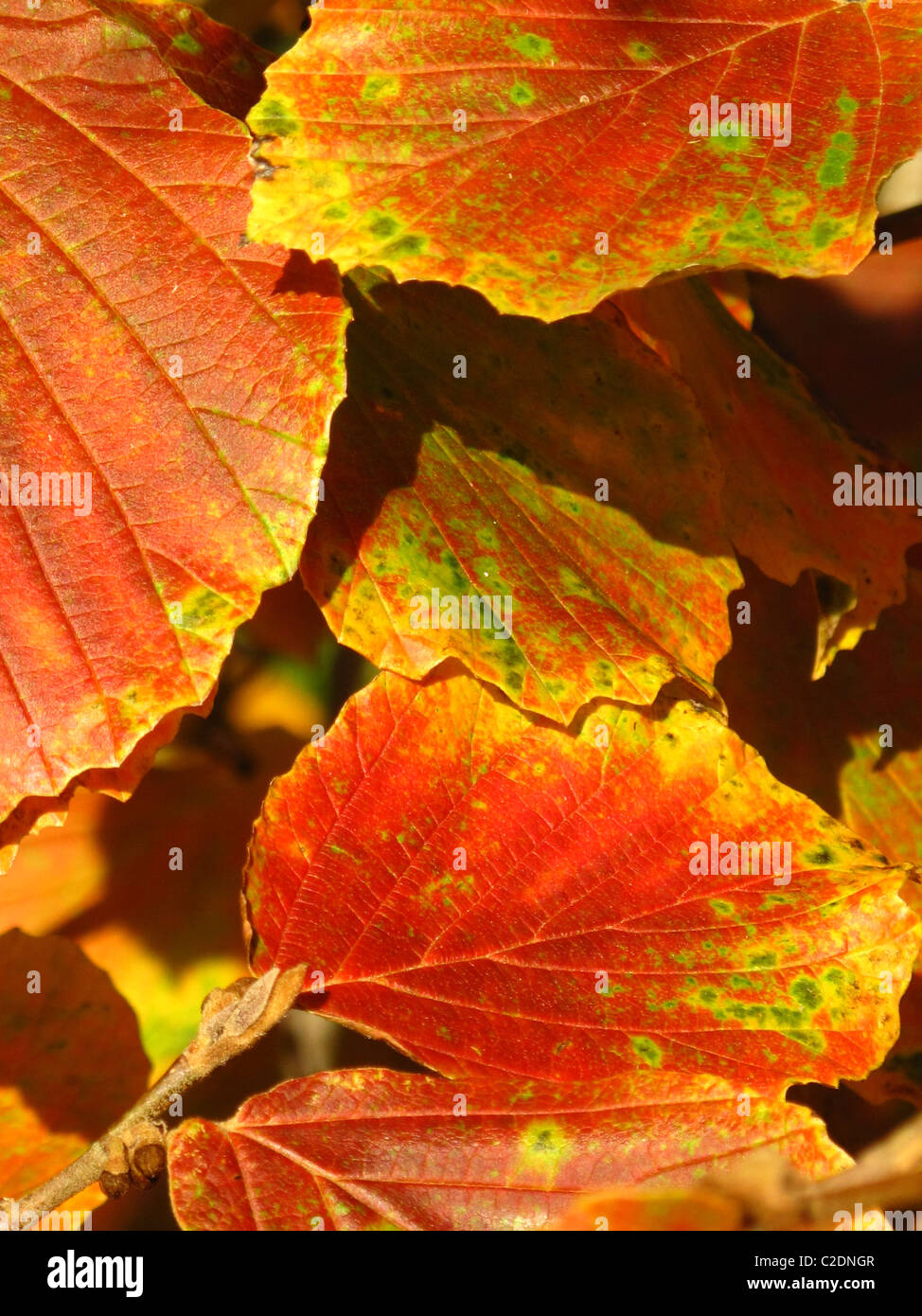 Autumn, fall, leaves Stock Photo - Alamy