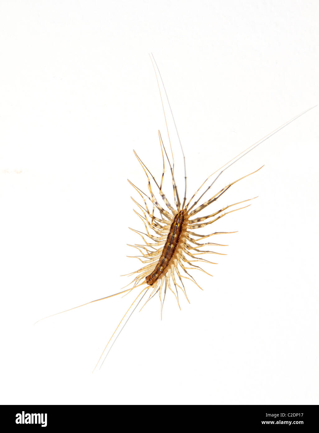 House centipede scutigera coleoptrata hi-res stock photography and ...