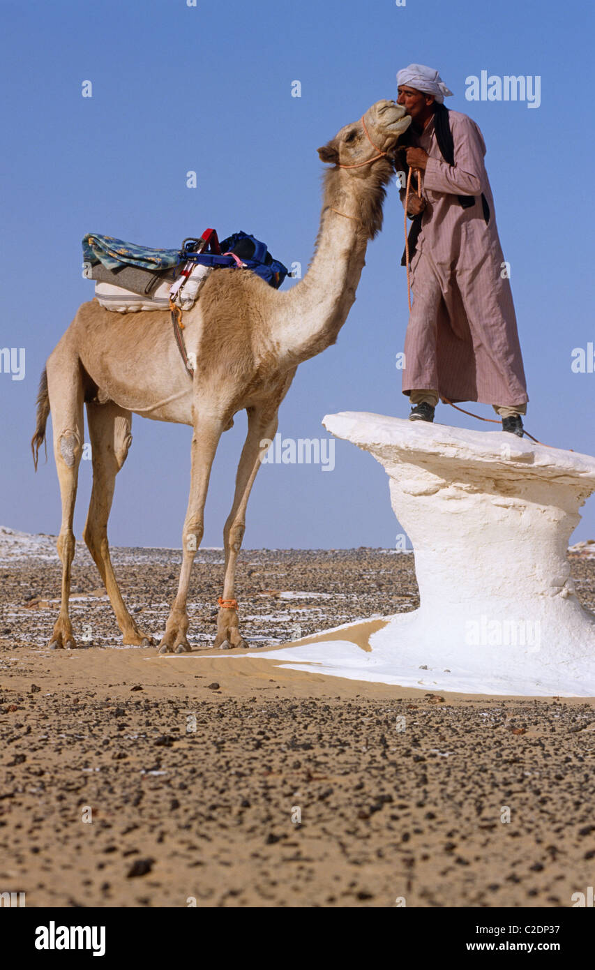 Adult insects egypt hi-res stock photography and images - Alamy