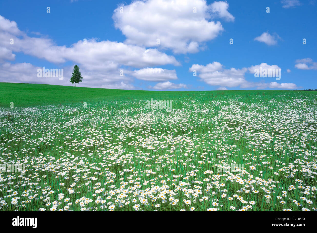 Flower field and blue sky with clouds Stock Photo - Alamy