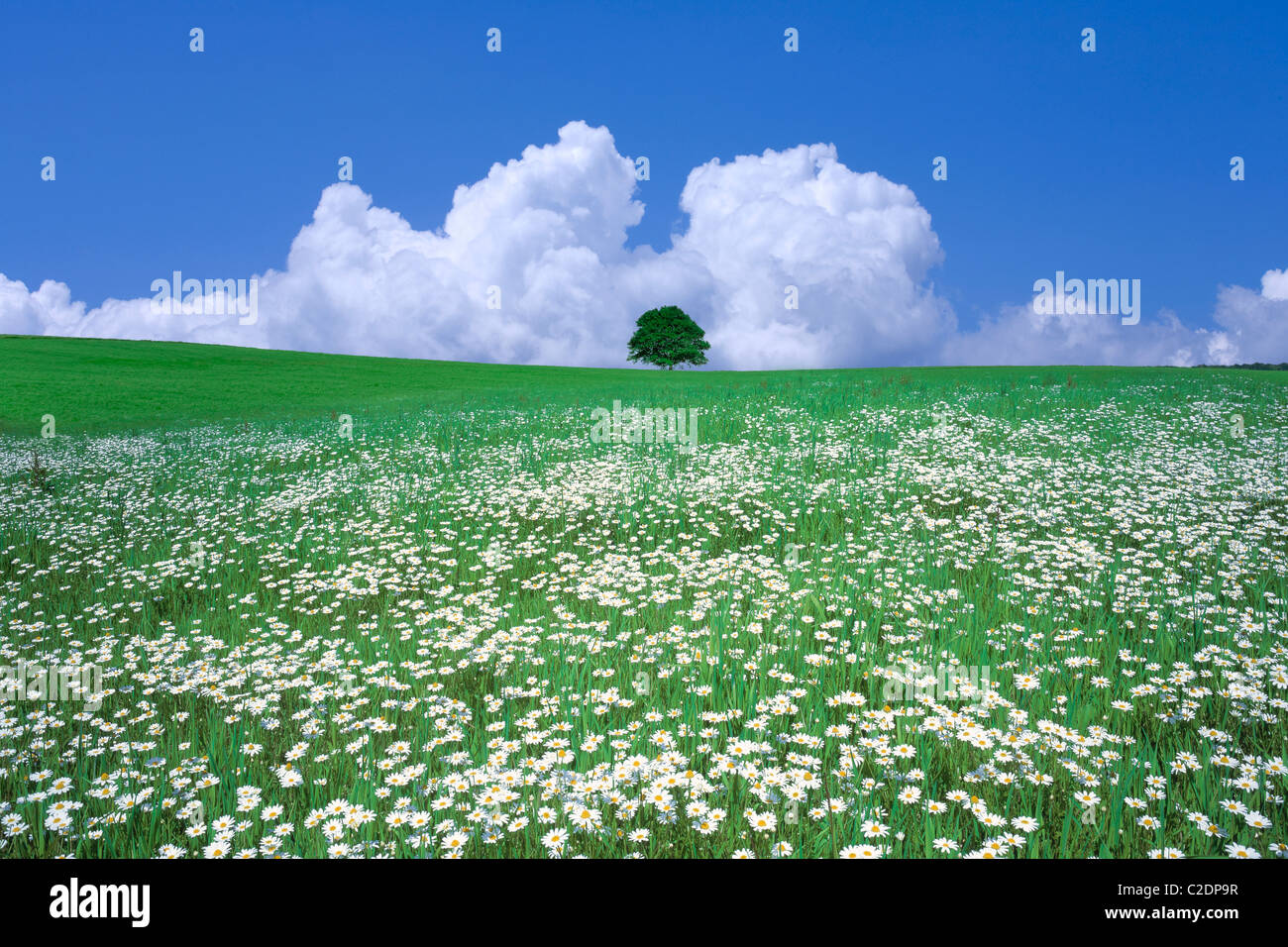Flower field and blue sky with clouds Stock Photo - Alamy