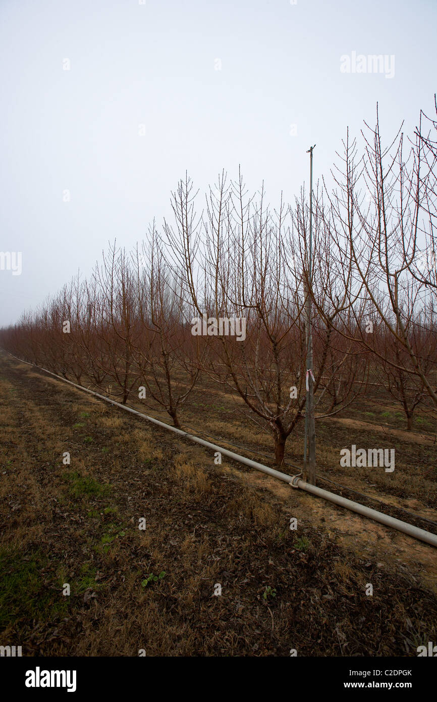 Anti frost irrigation hi-res stock photography and images - Alamy