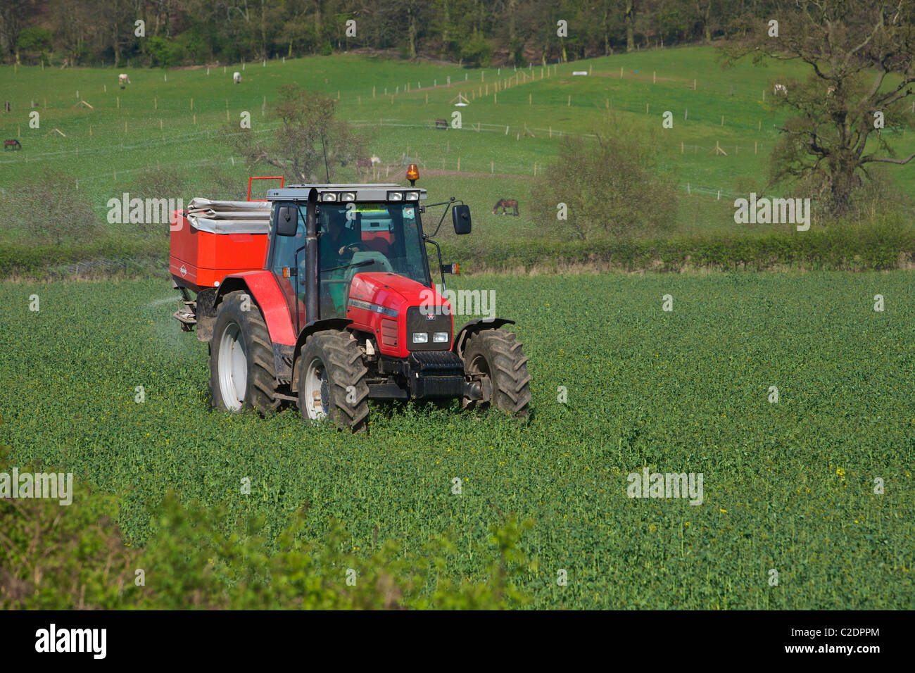 Massey Ferguson 6270 4X4 Tractor spreading fertiliser Stock Photo - Alamy