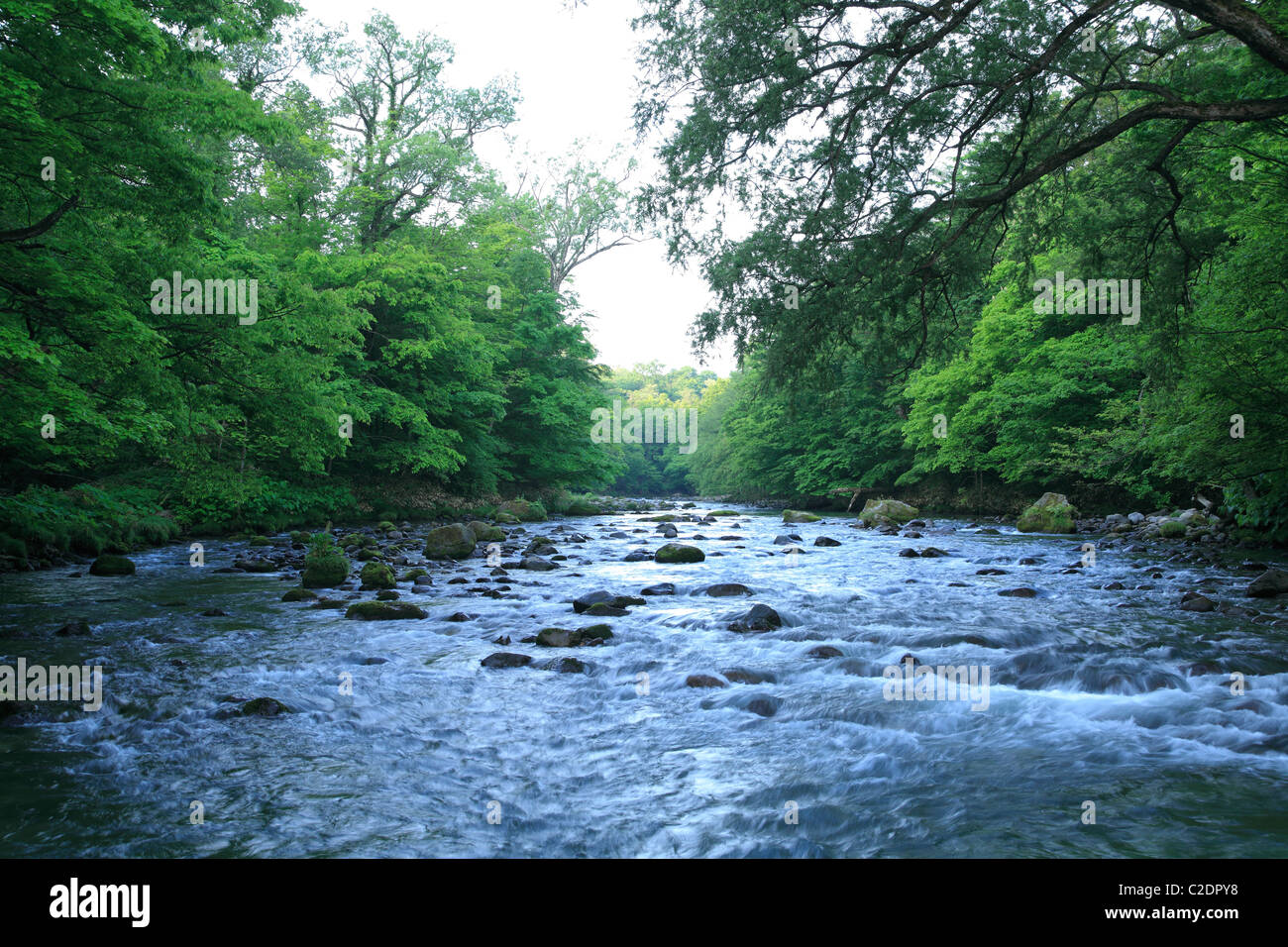green springs in forest Stock Photo - Alamy
