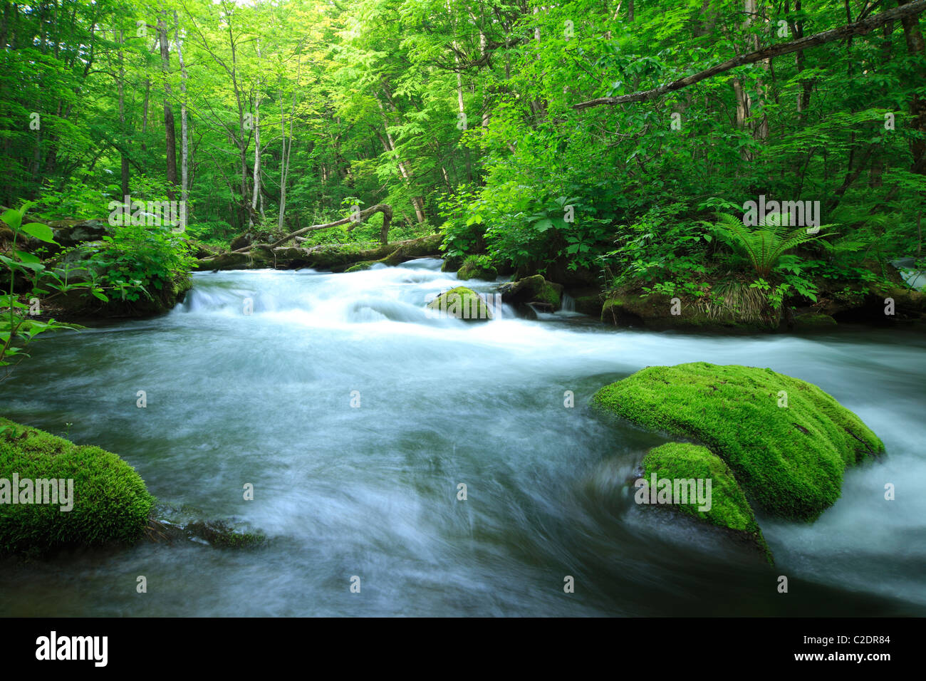 green springs in forest Stock Photo - Alamy