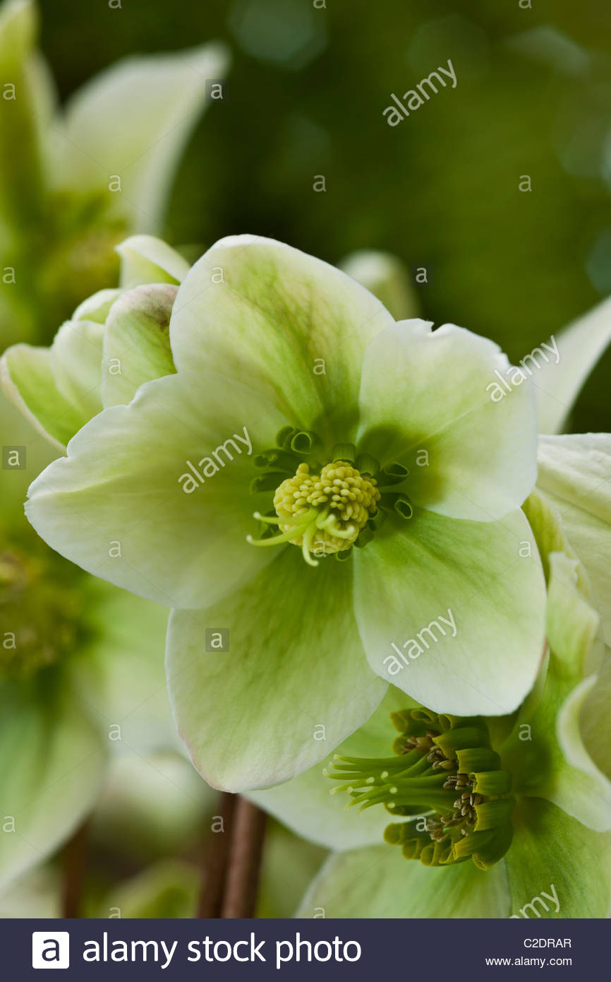 Ivory Stock Photos & Ivory Stock Images - Alamy