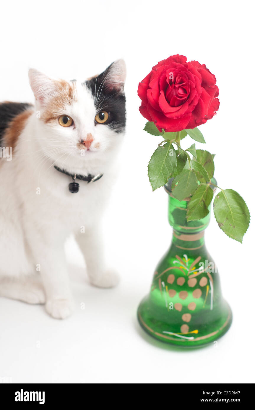White cat red rose hi-res stock photography and images - Alamy