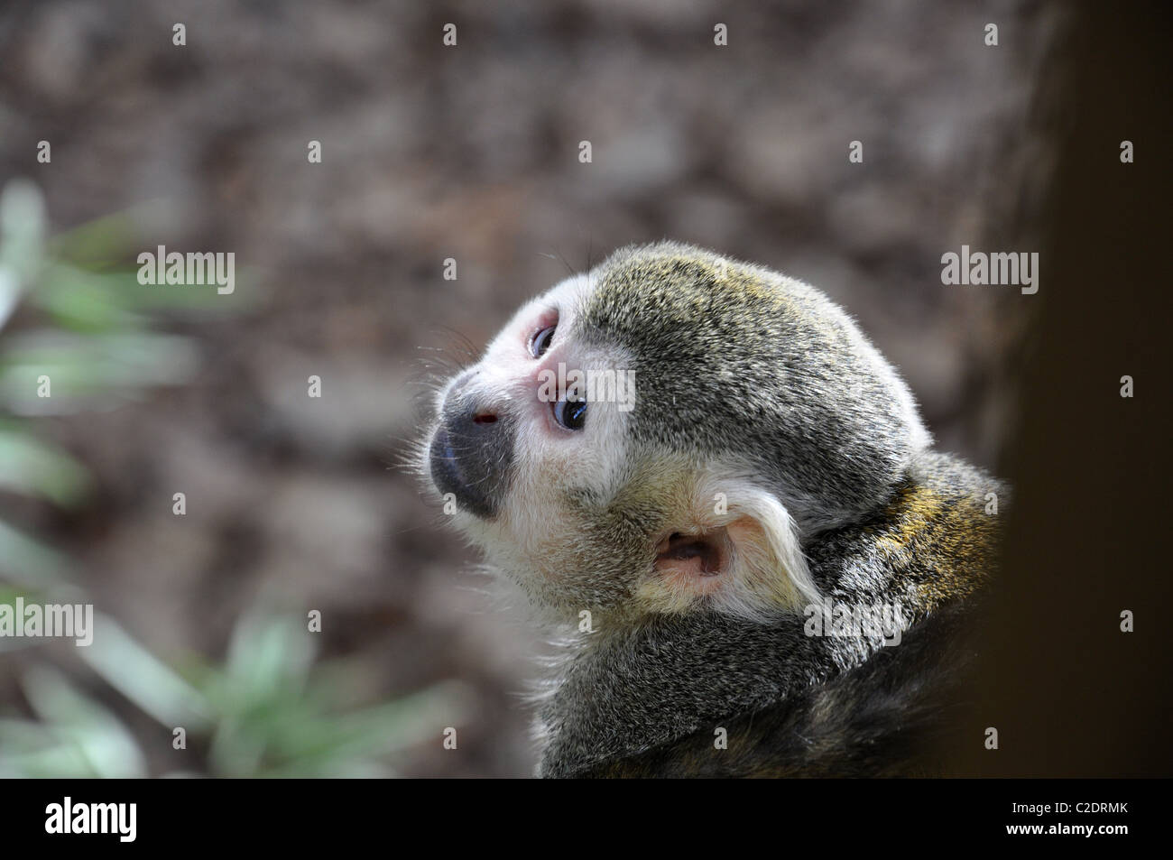 squirrel monkey looking curious into the camera Stock Photo - Alamy