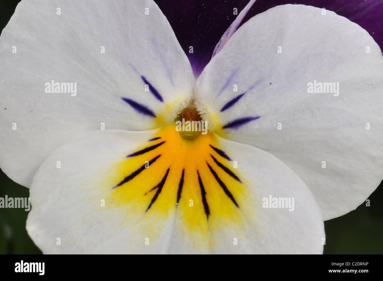 Violin flower in closeup Stock Photo - Alamy