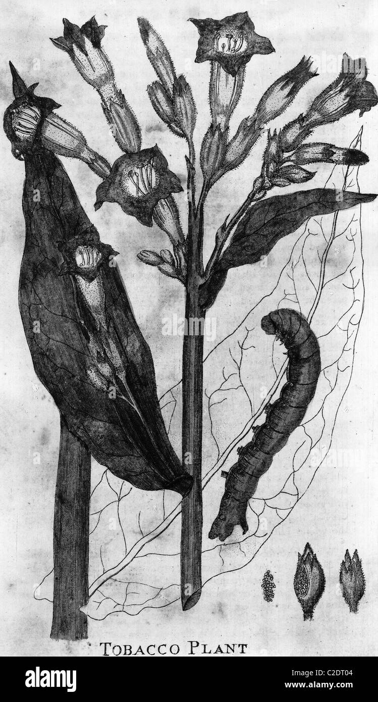 Wild plants with insect Black and White Stock Photos & Images - Alamy