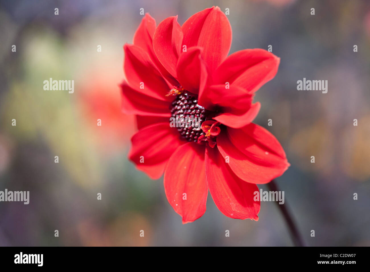 Vivid petal color hi-res stock photography and images - Alamy