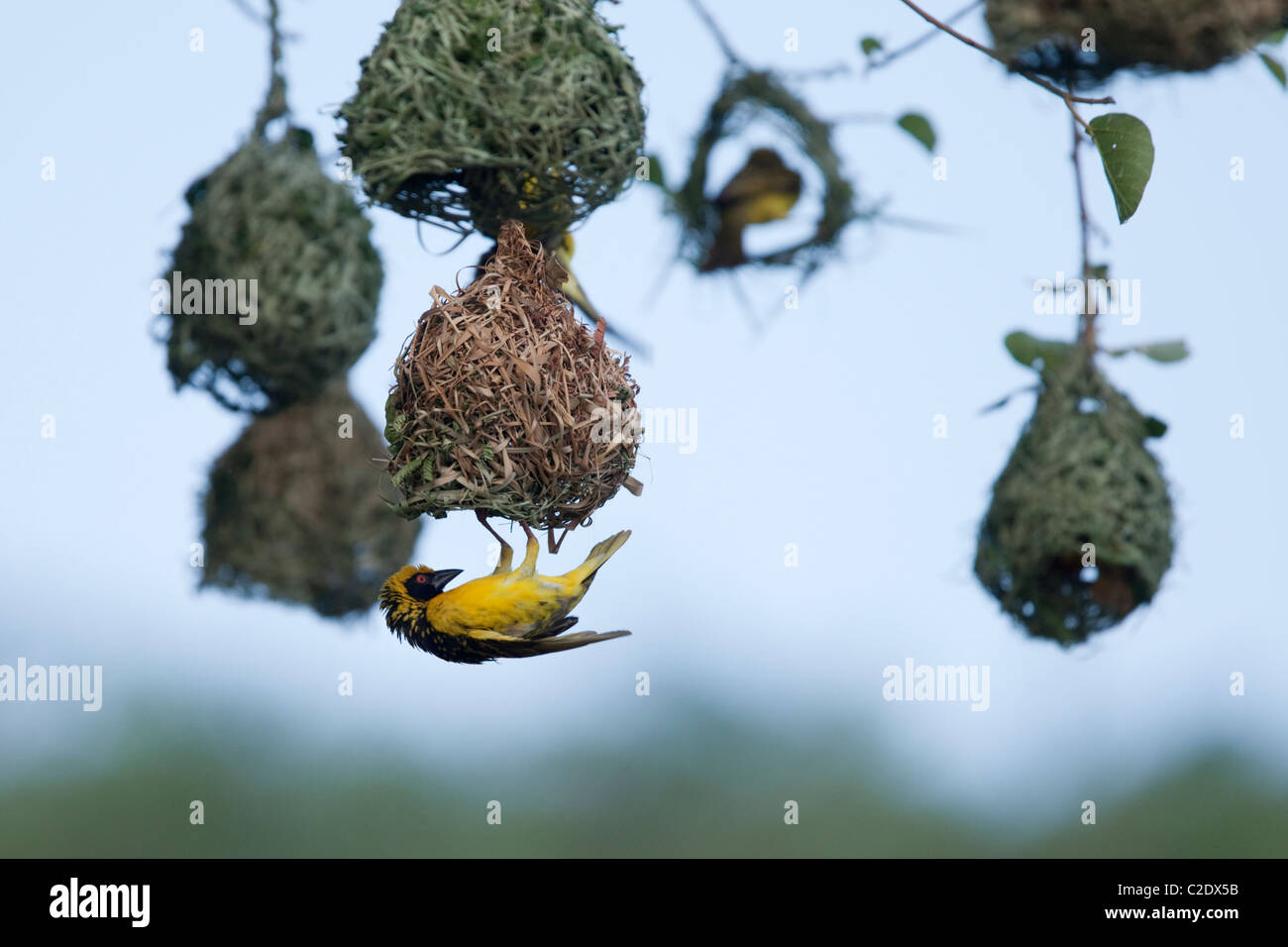 Village Weaver (Ploceus Cucullatus Stock Photo - Alamy