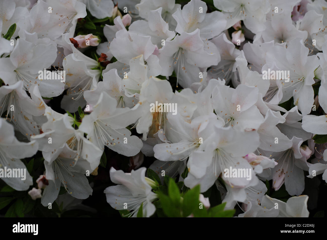 Azaleas hi-res stock photography and images - Alamy