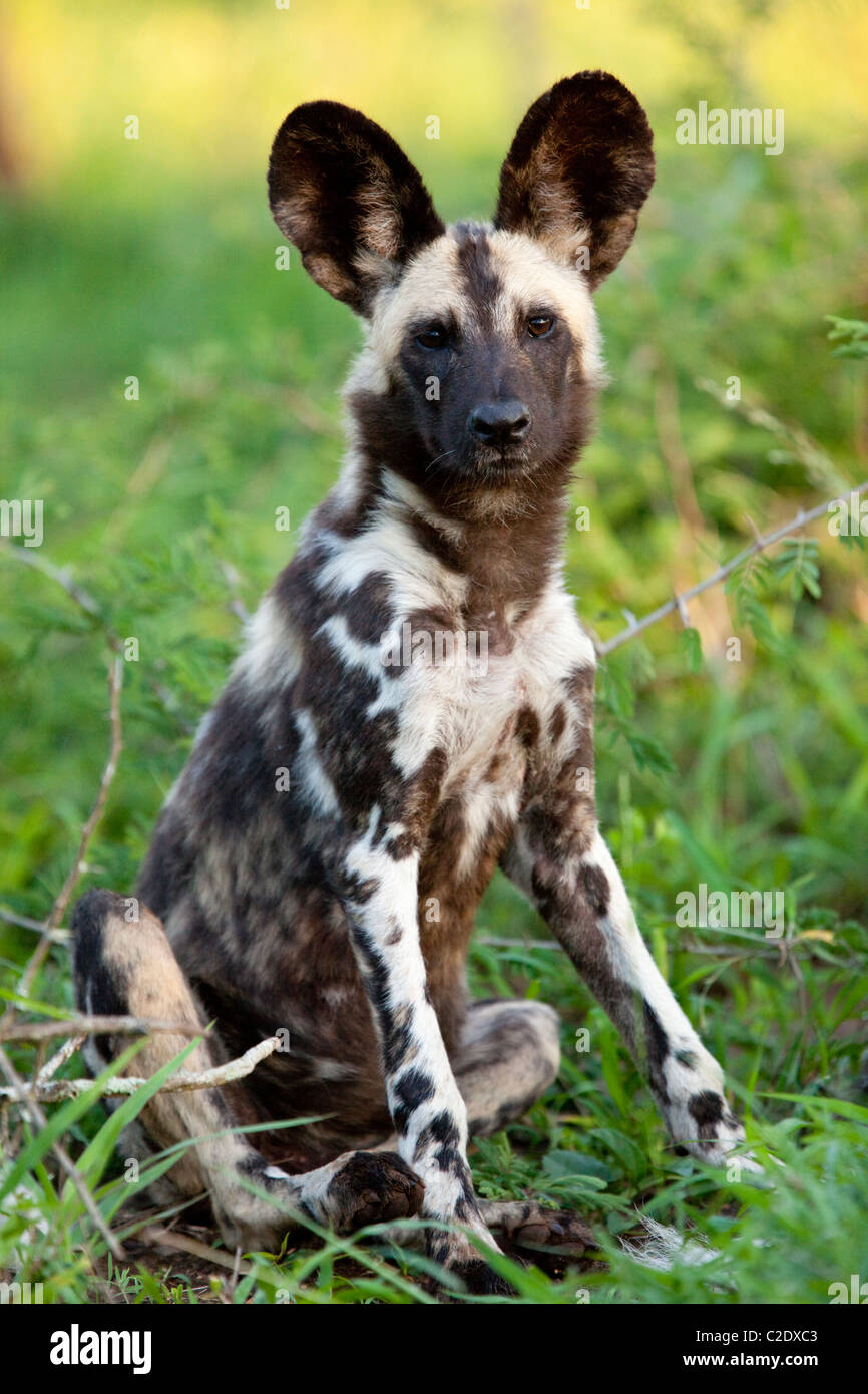 African Wild Dog (Lycaon pictus Stock Photo - Alamy
