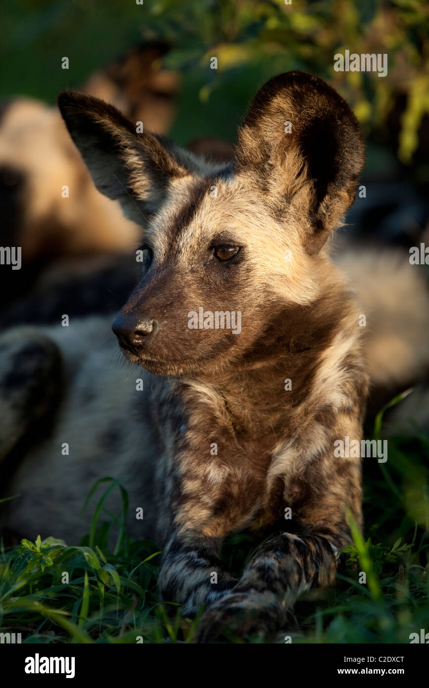 Lycaon pictus portrait hi-res stock photography and images - Alamy